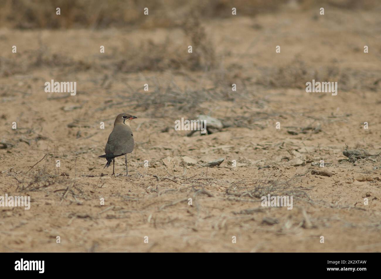 Collared pratincole in the Oiseaux du Djoudj National Park Stock Photo ...