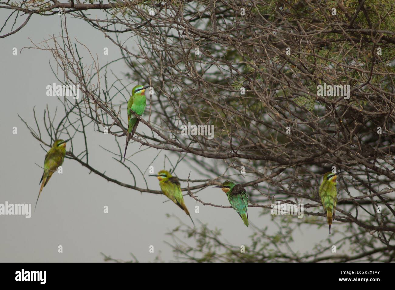 Blue-cheeked bee-eaters Merops persicus on a tree Stock Photo - Alamy