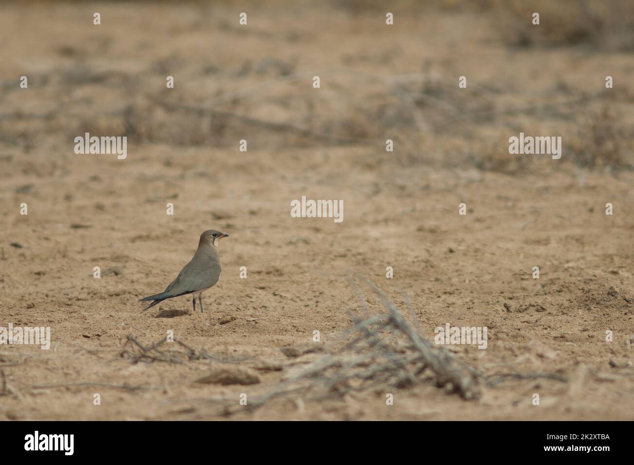 Collared pratincole in the Oiseaux du Djoudj National Park Stock Photo ...