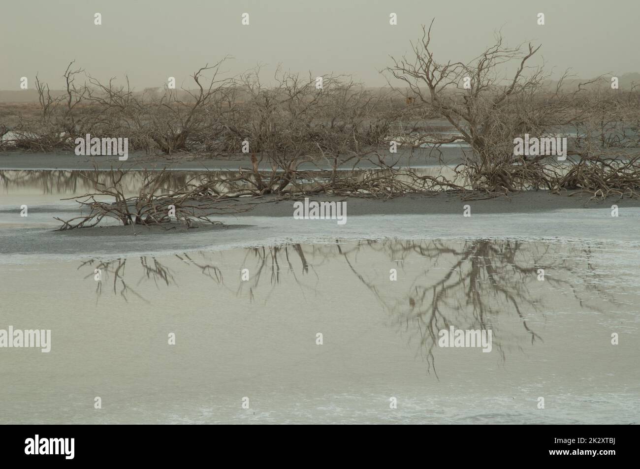 Lagoons and trees in the Oiseaux du Djoudj National Park Stock Photo ...