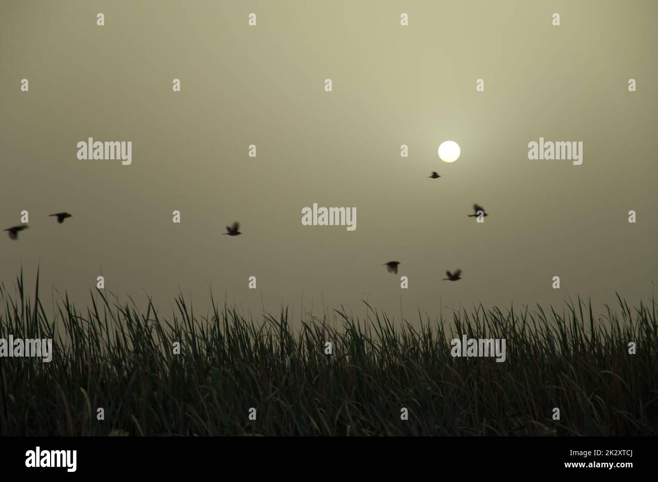 Flying birds colour hi-res stock photography and images - Alamy