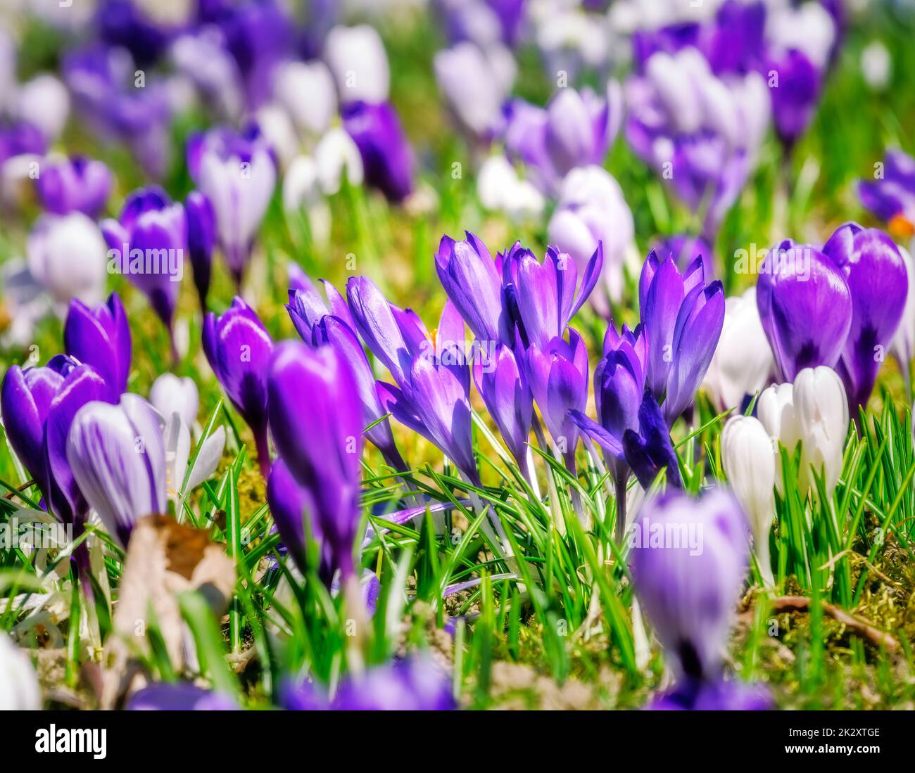 Purple flowers meadow hi-res stock photography and images - Alamy