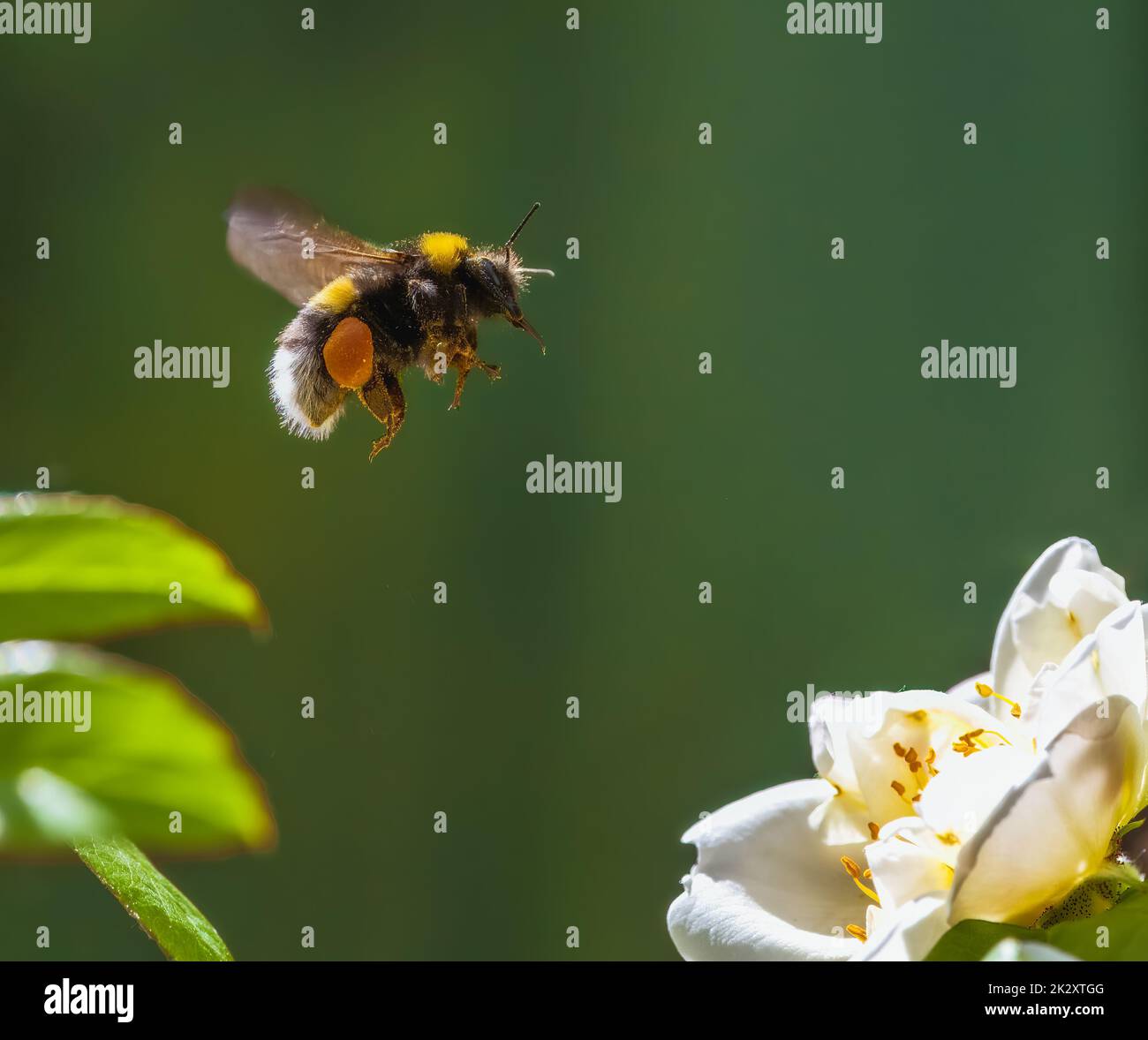 Bumblebee flying to a white rose blossom Stock Photo - Alamy