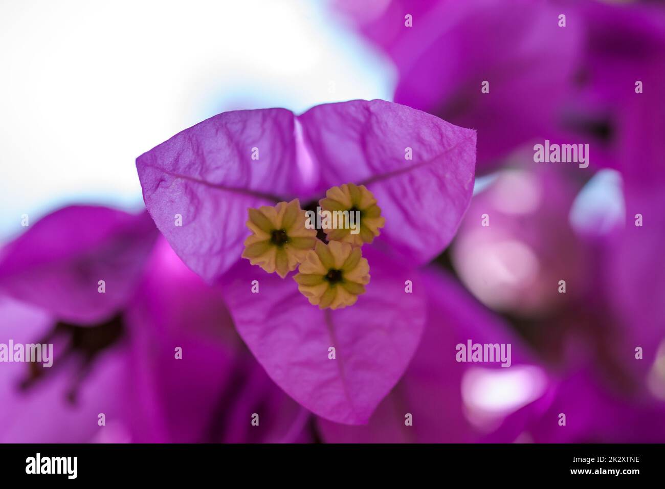 Small pink flowers background Stock Photo - Alamy