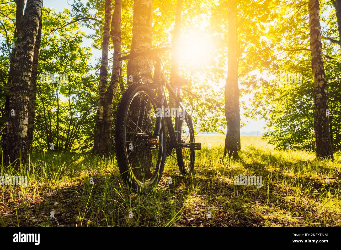 Mountain bike leaned on a tree next to a beautiful green forest Stock ...