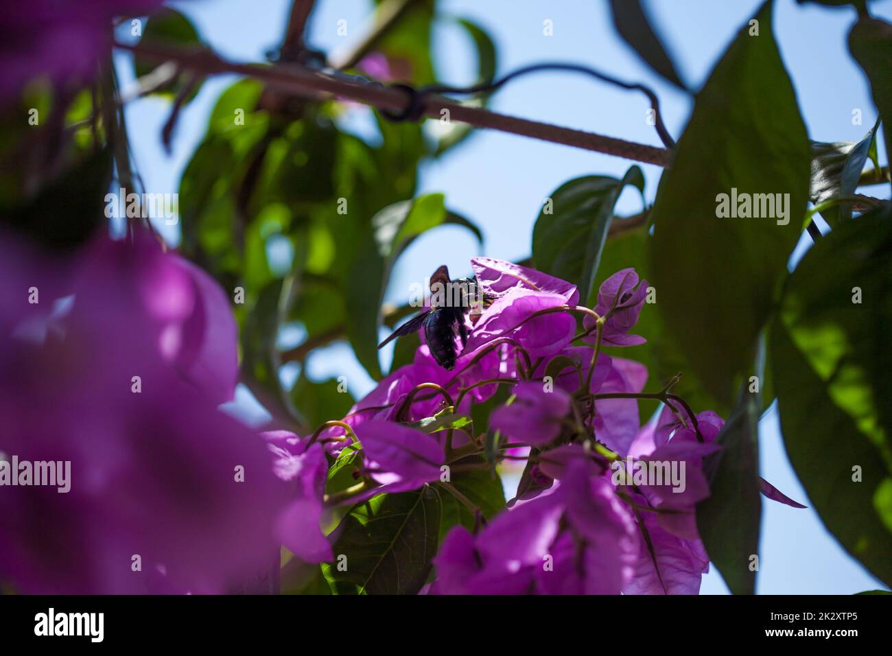 Nectar design hi-res stock photography and images - Alamy