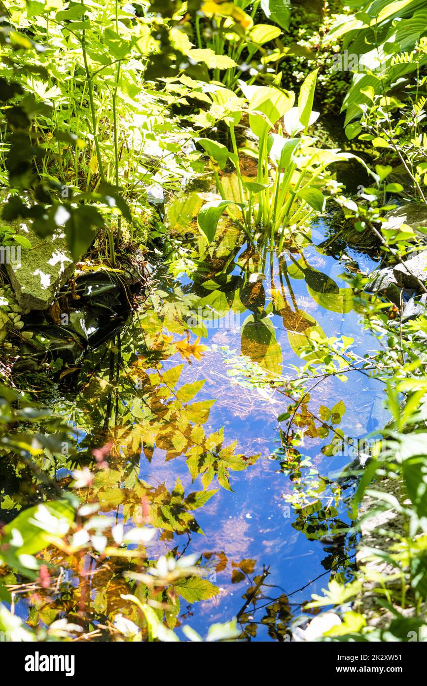 deep puddle with green twigs reflected on water Stock Photo - Alamy