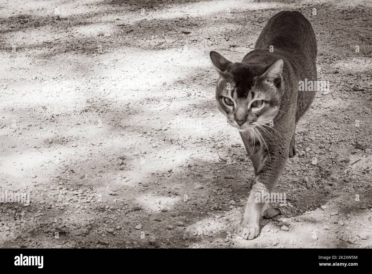 Beautiful cute cat with green eyes in tropical jungle Mexico Stock ...