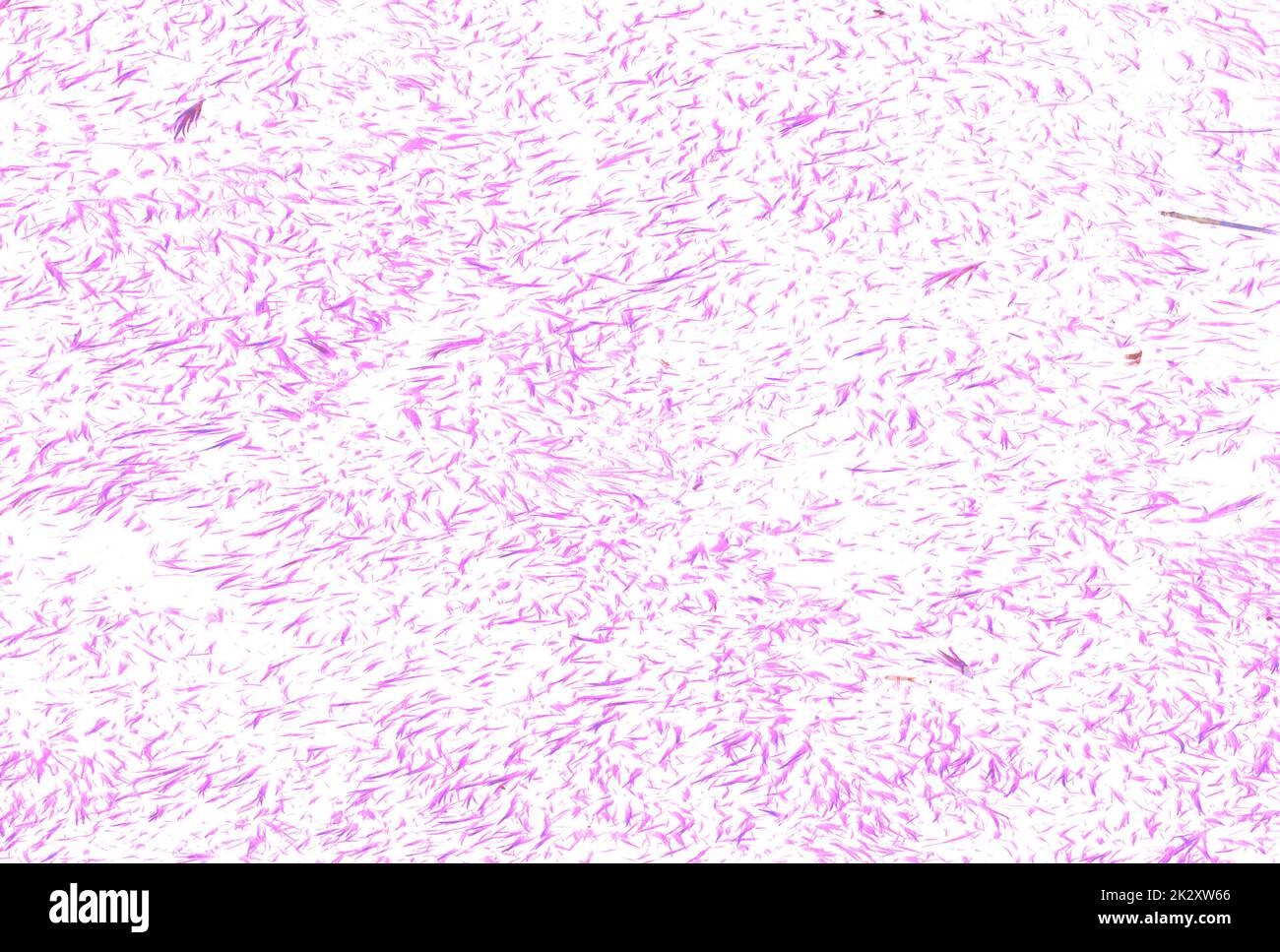 Abstract soft light background with natural texture and irregular ...