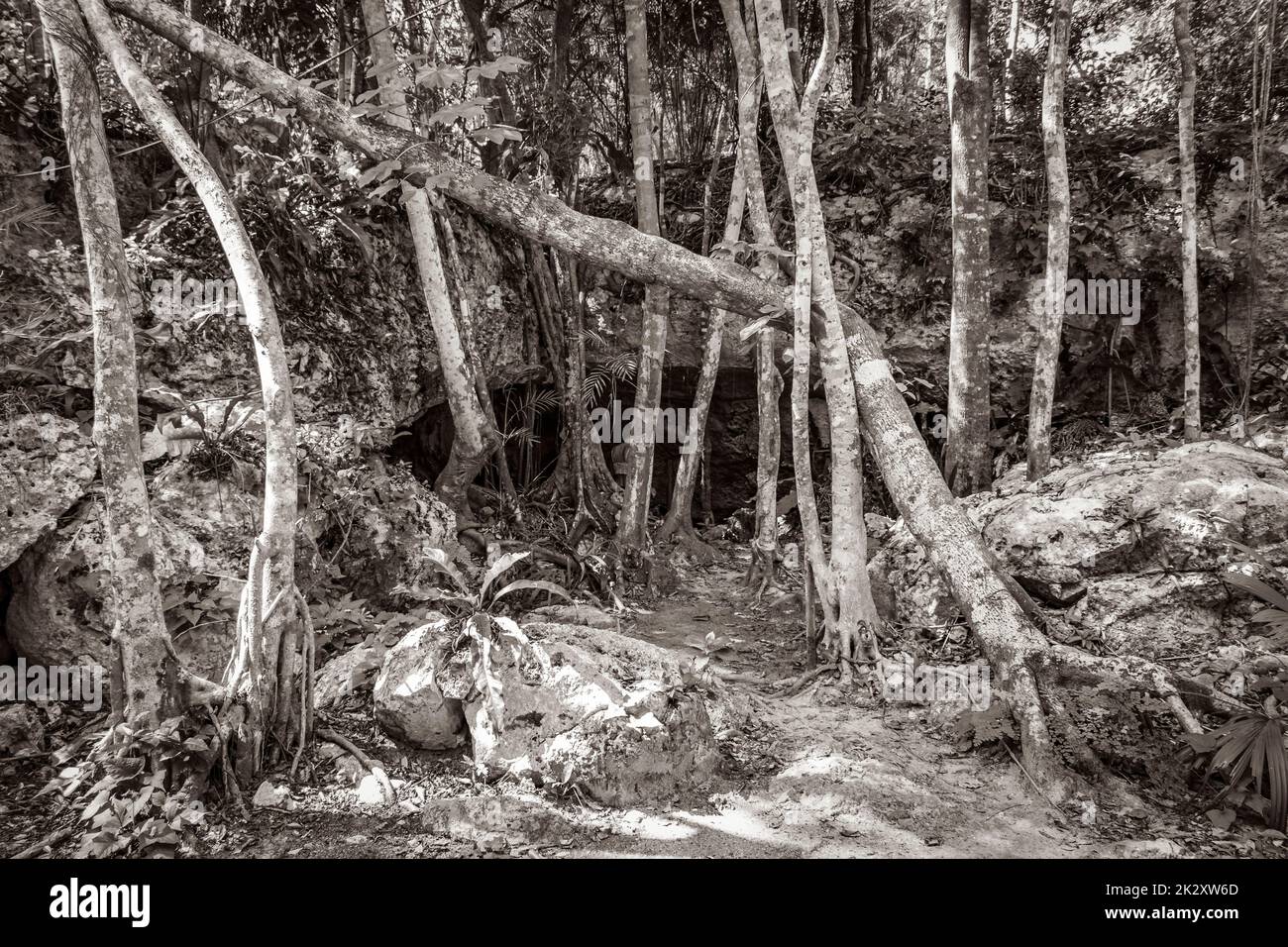 Cenote de tulum hi-res stock photography and images - Alamy