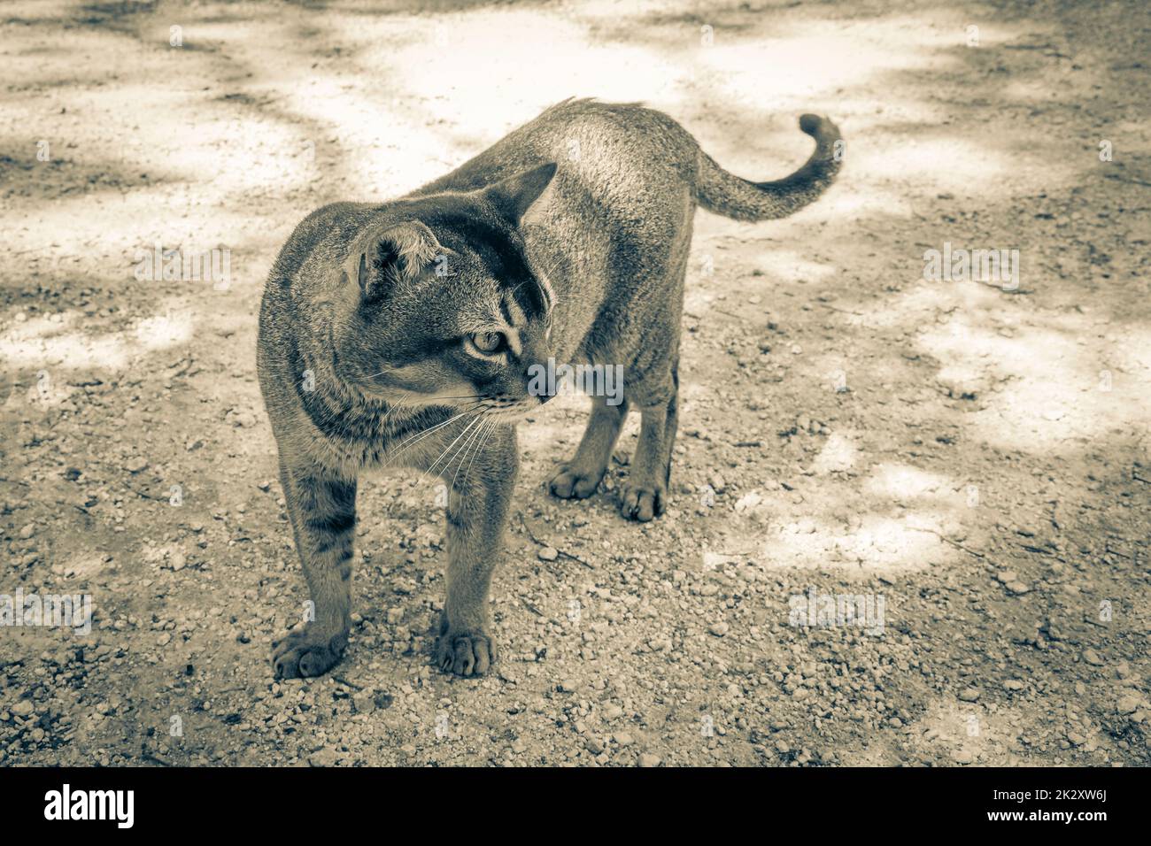 Beautiful cute cat with green eyes in tropical jungle Mexico Stock ...