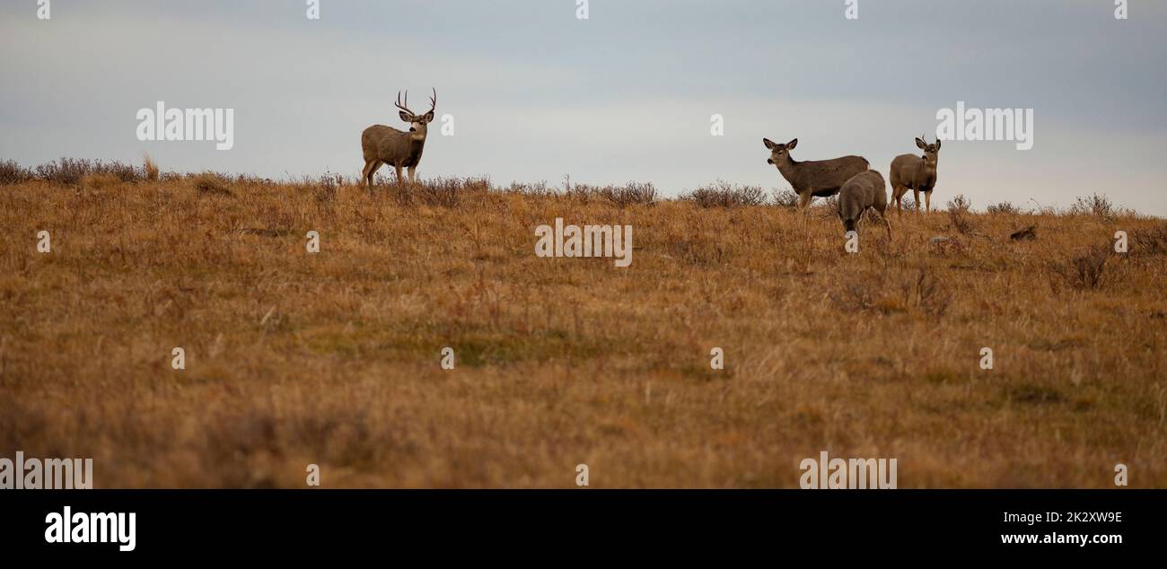 Mule deer herd on the ridge above in Montana Stock Photo - Alamy