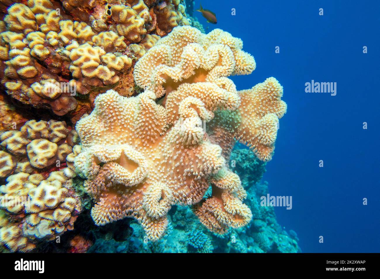 Colorful, picturesque coral reef at the bottom of tropical sea, great ...