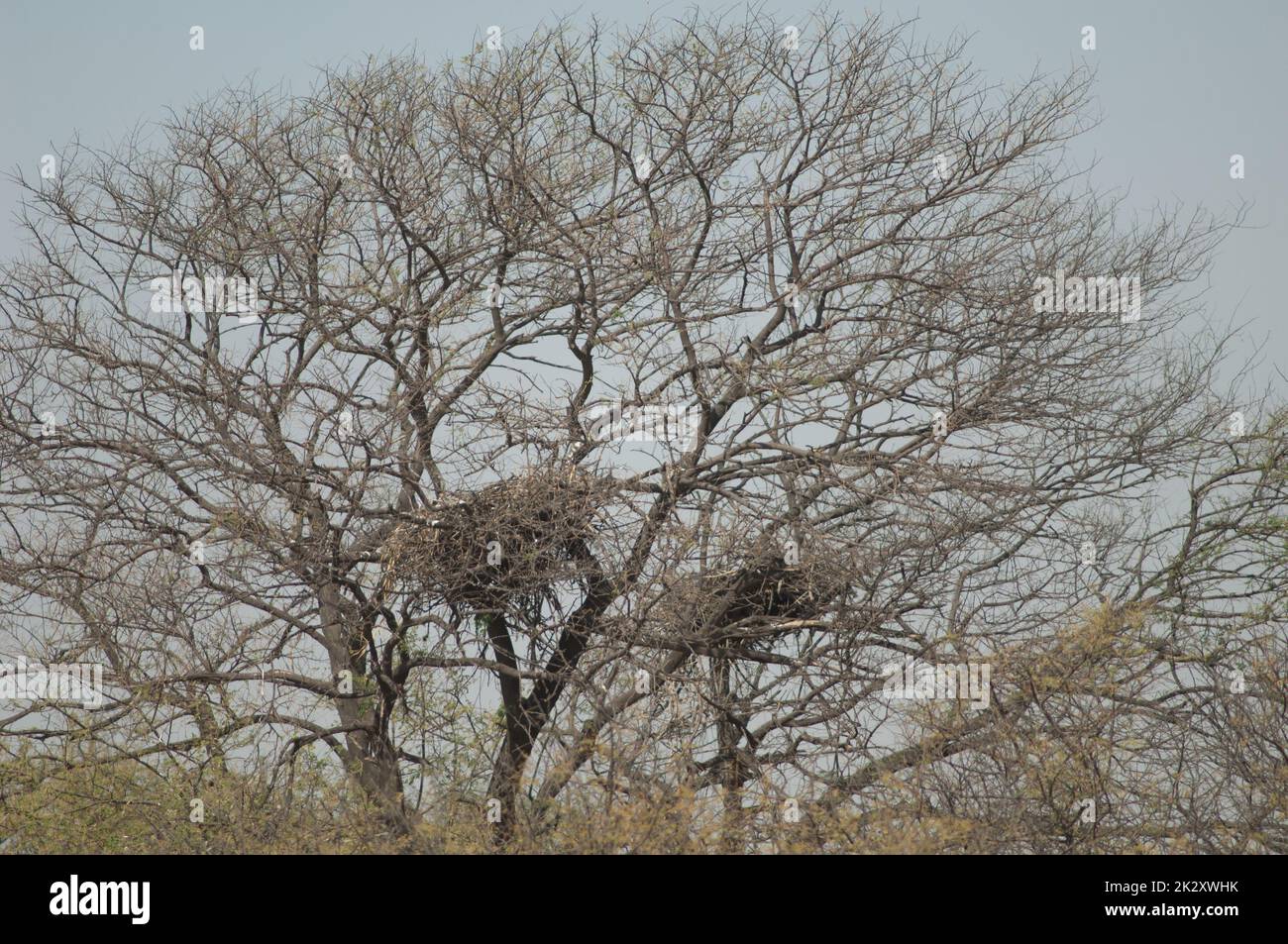 African fish eagle nest hi-res stock photography and images - Alamy