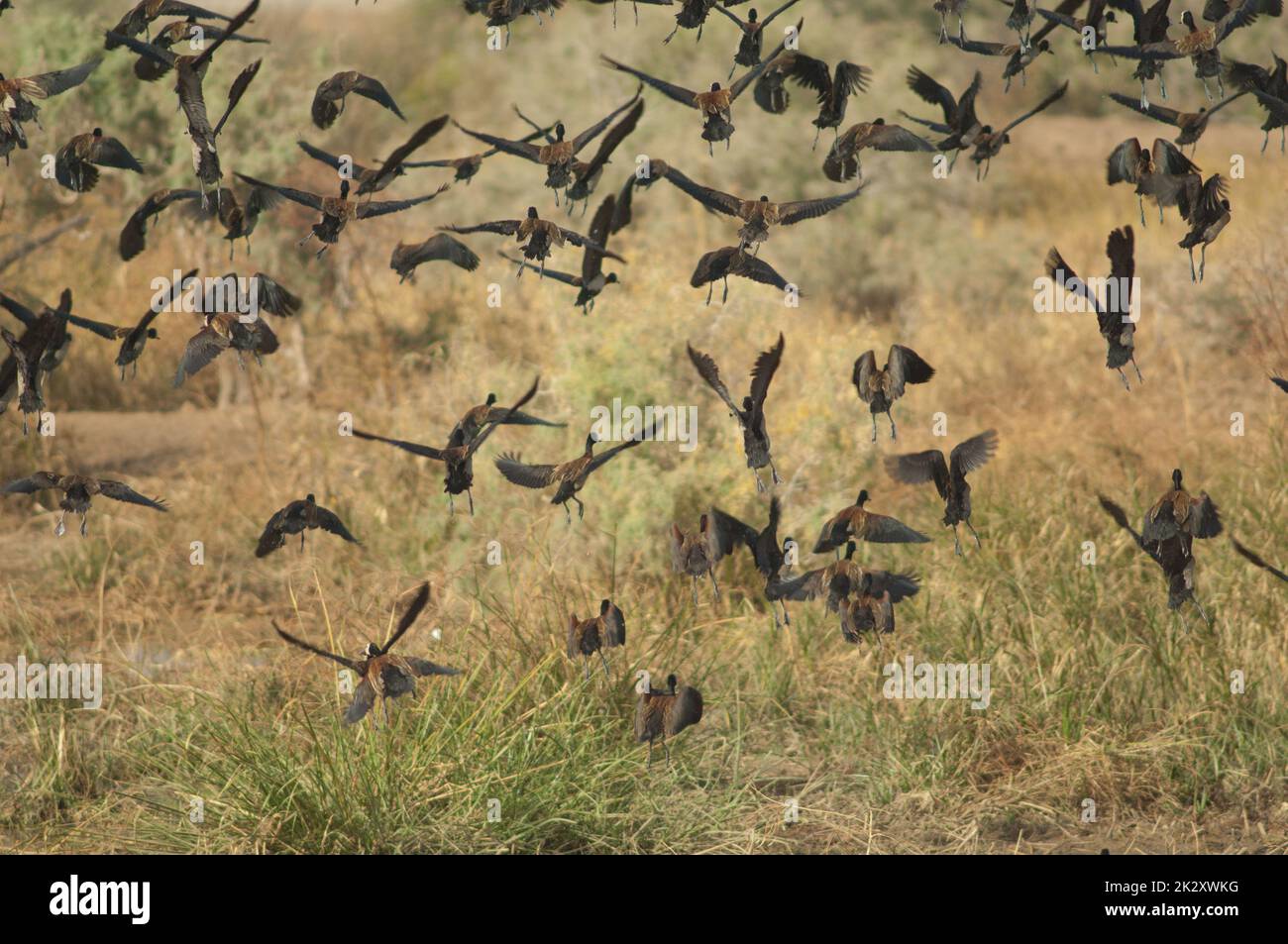 White-faced whistling ducks Dendrocygna viduata taking flight Stock ...