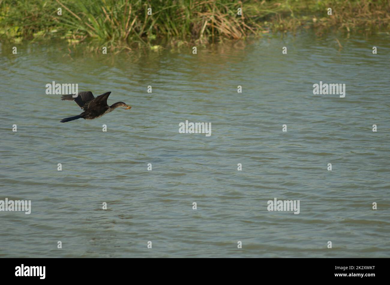 Reed cormorant Microcarbo africanus with a fish Stock Photo - Alamy