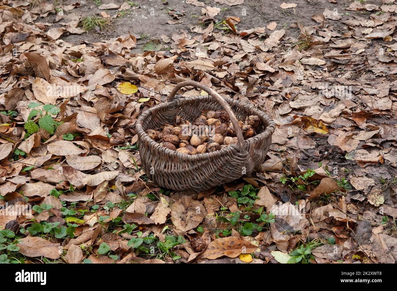 a wicker basket of walnuts stands amidst fallen autumn leaves Stock ...