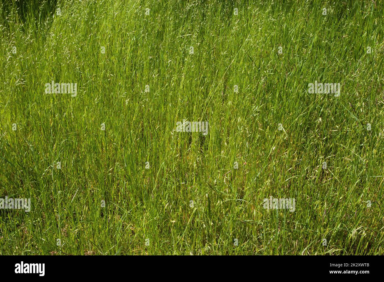 summer background: lush green grass. top view Stock Photo - Alamy