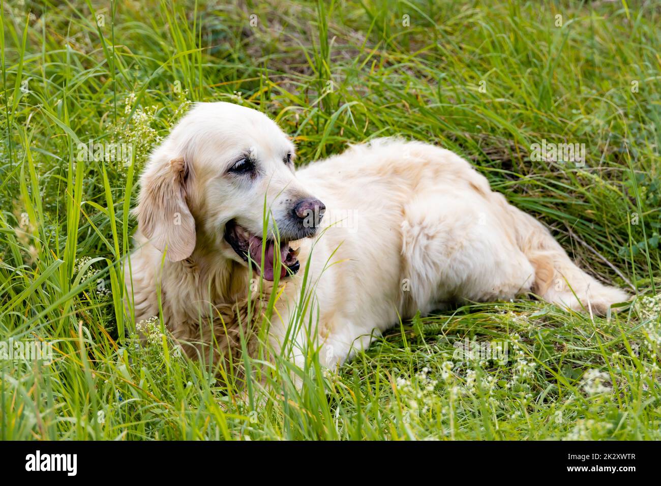 Senior golden retriever hi-res stock photography and images - Alamy