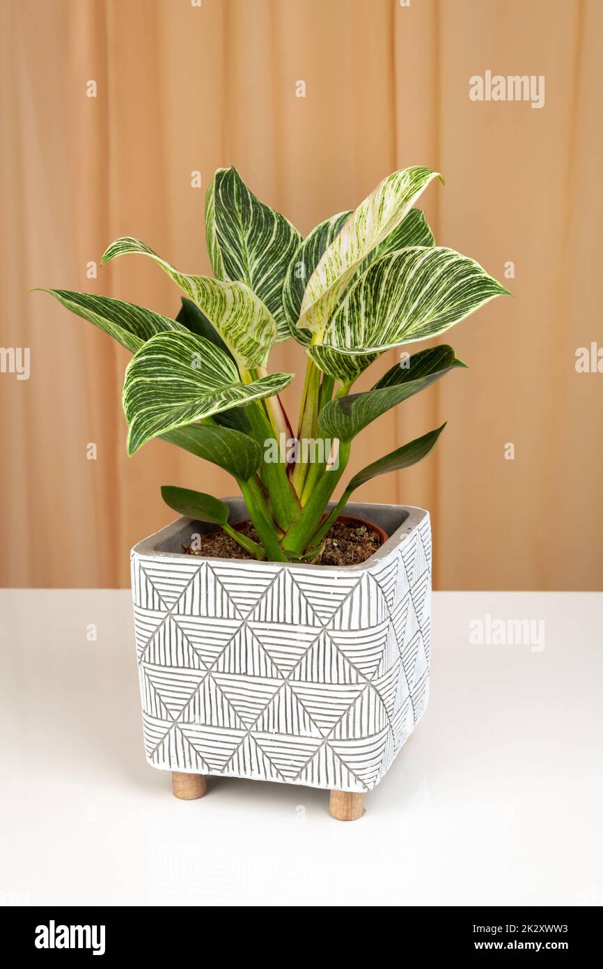 Philodendron Birkin house plant in white textured pot Stock Photo - Alamy