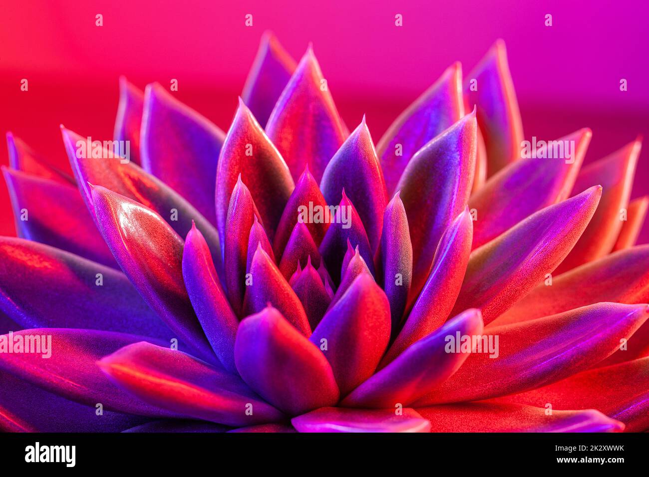 Close-up of a green agavoides echeveria flower on a vibrant dark pink ...