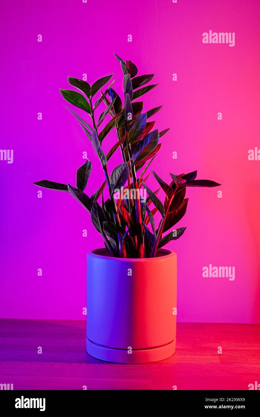 Indoor Plant. Zanzibar Gem, Zamioculcas Zamifolia on a vibrant dark ...