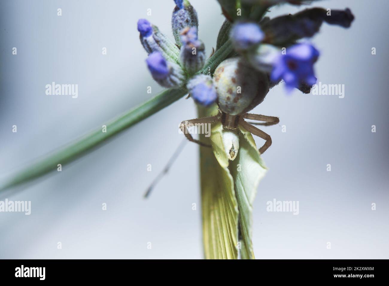 a crab spider is eating a white cabbage butterfly Stock Photo - Alamy