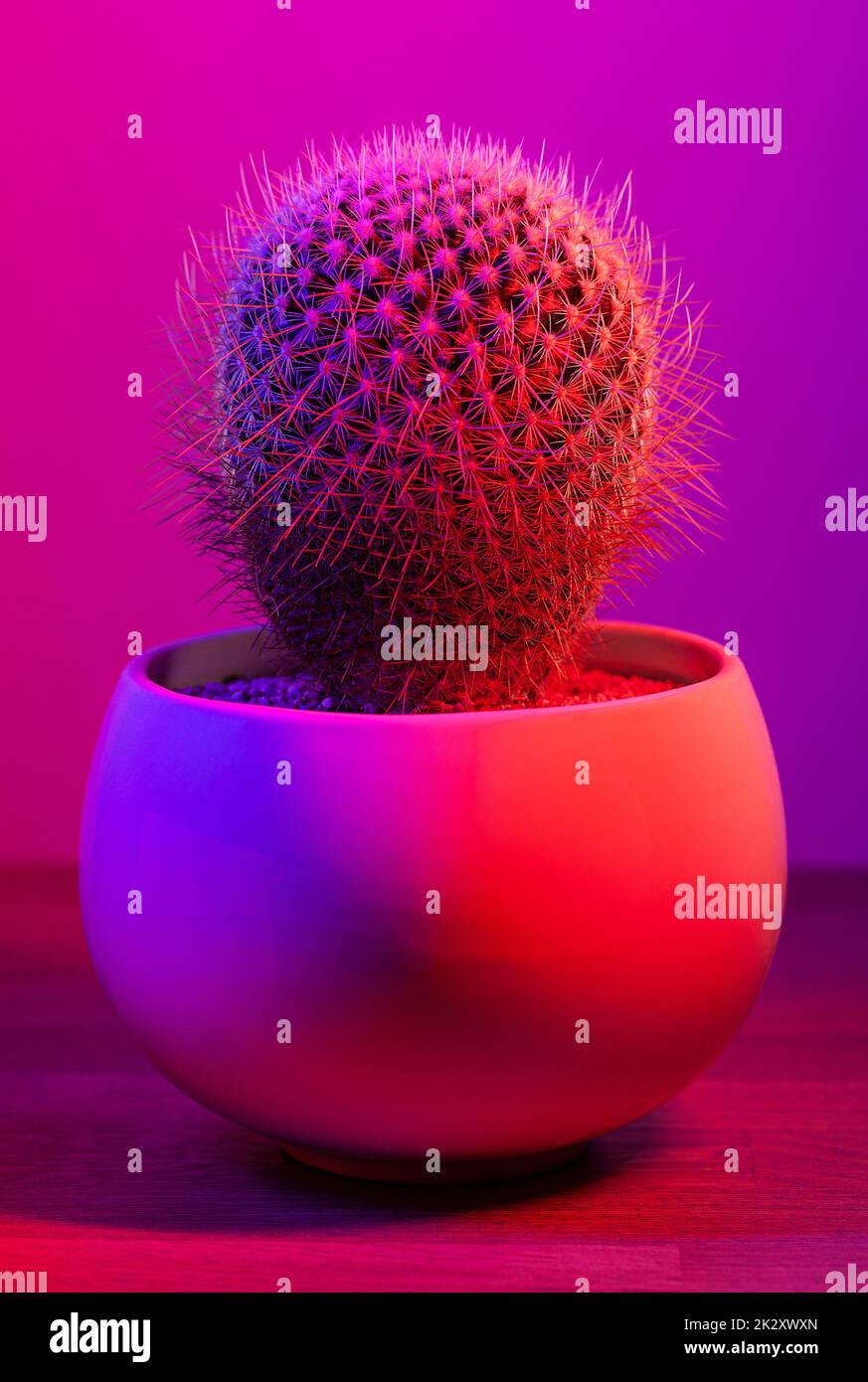 Potted round shaped cactus on a vibrant dark pink background Stock ...