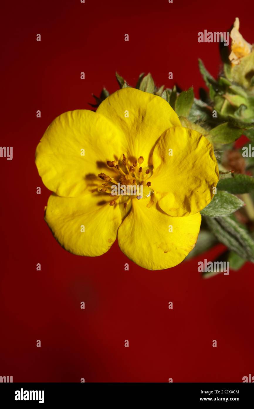 Yellow flower blossom close up botanical background big size high ...