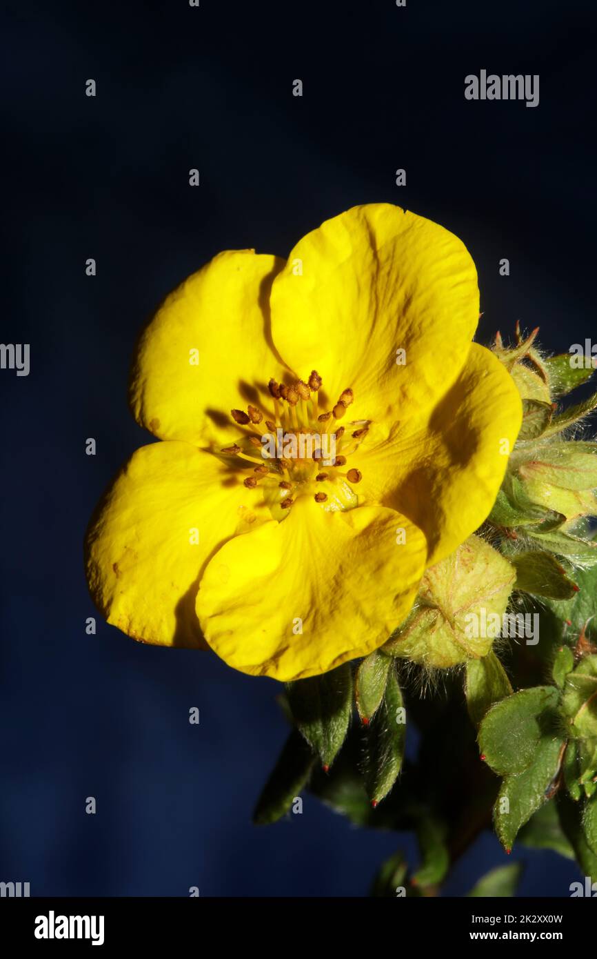 Yellow flower blossom close up botanical background big size high ...