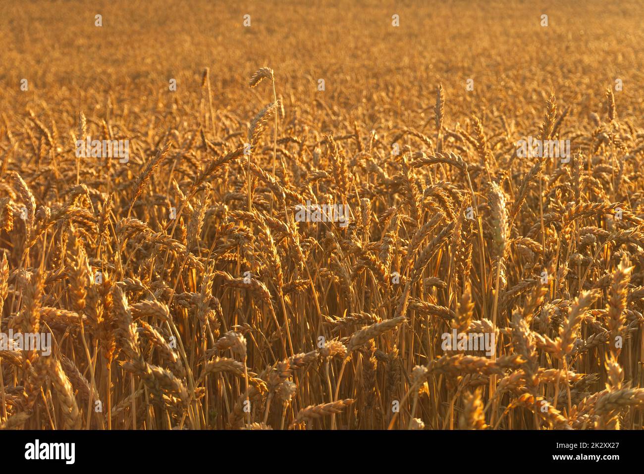 Backlit field of ripe ears of wheat bathed in a golden glow Stock Photo ...