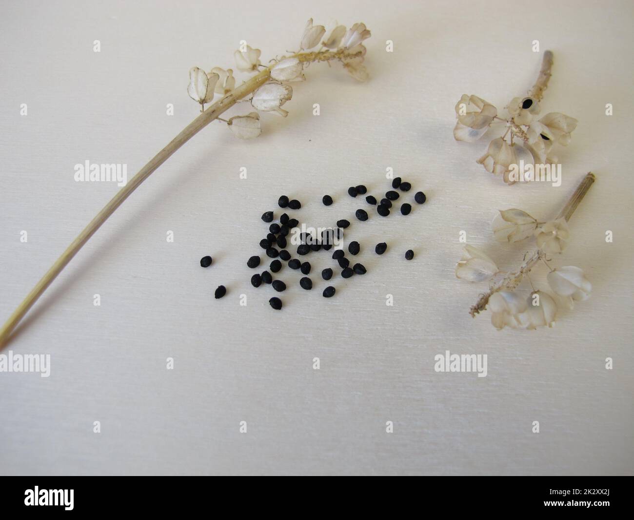 Black seeds from the grape hyacinth, Muscari armeniacum Stock Photo - Alamy