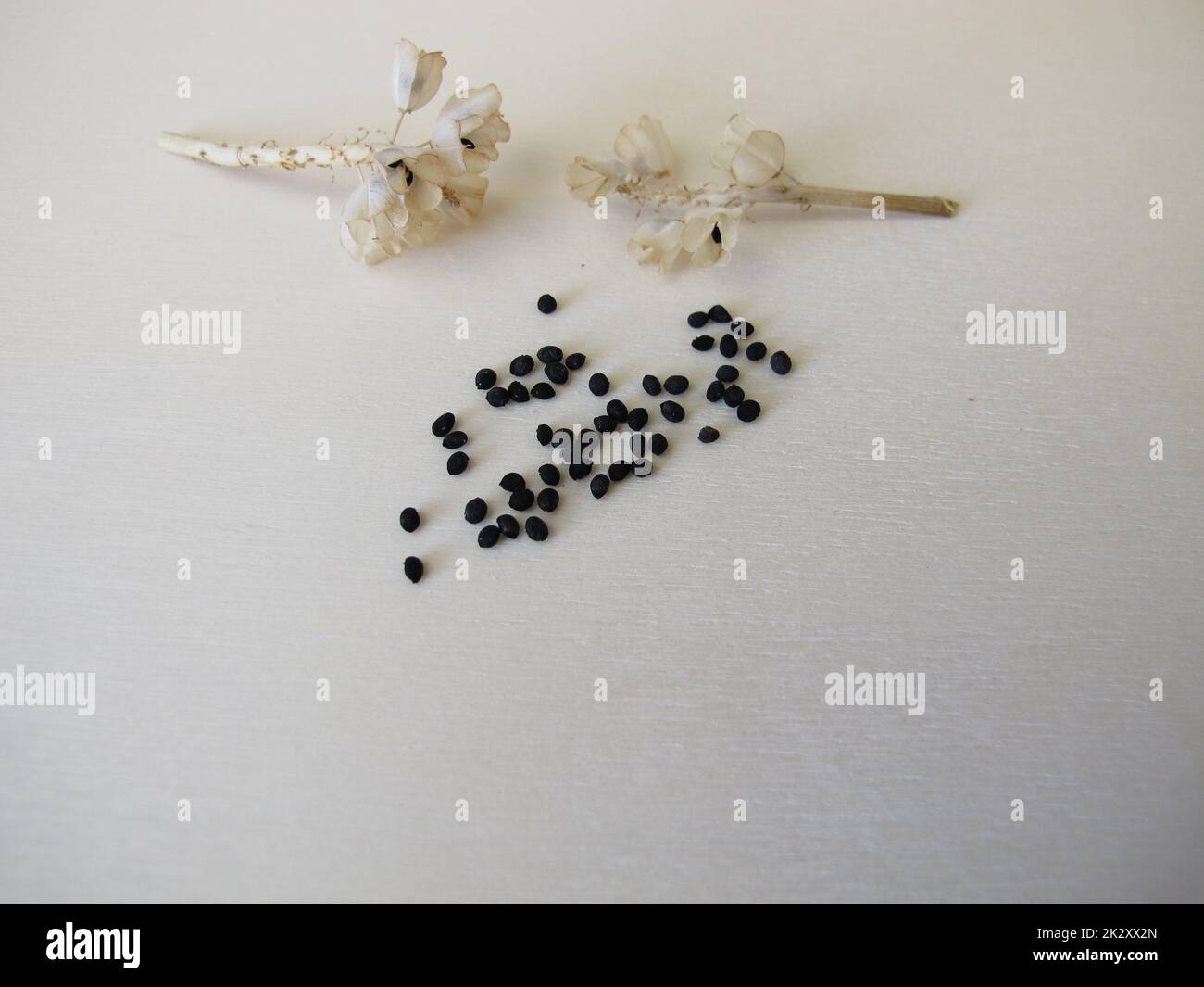 Black seeds from the grape hyacinth, Muscari armeniacum Stock Photo - Alamy