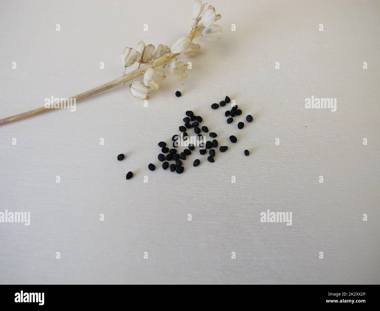 Black seeds from the grape hyacinth, Muscari armeniacum Stock Photo - Alamy