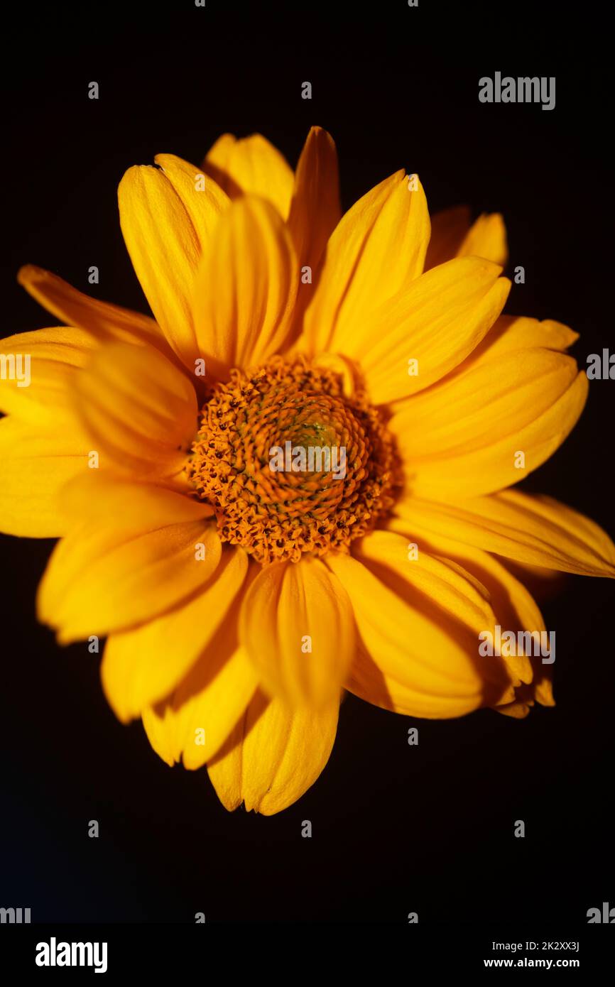 Yellow flower blossom close up botanical background heliopsis ...
