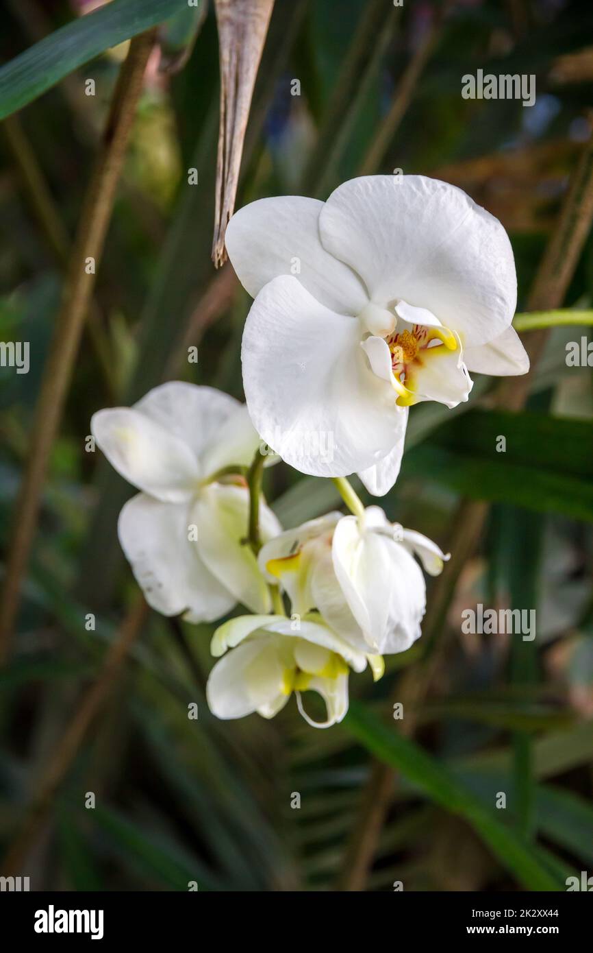 Phalaenopsis amabilis hi-res stock photography and images - Alamy