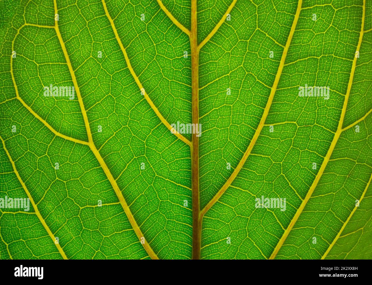 Translucent green leaf Stock Photo - Alamy