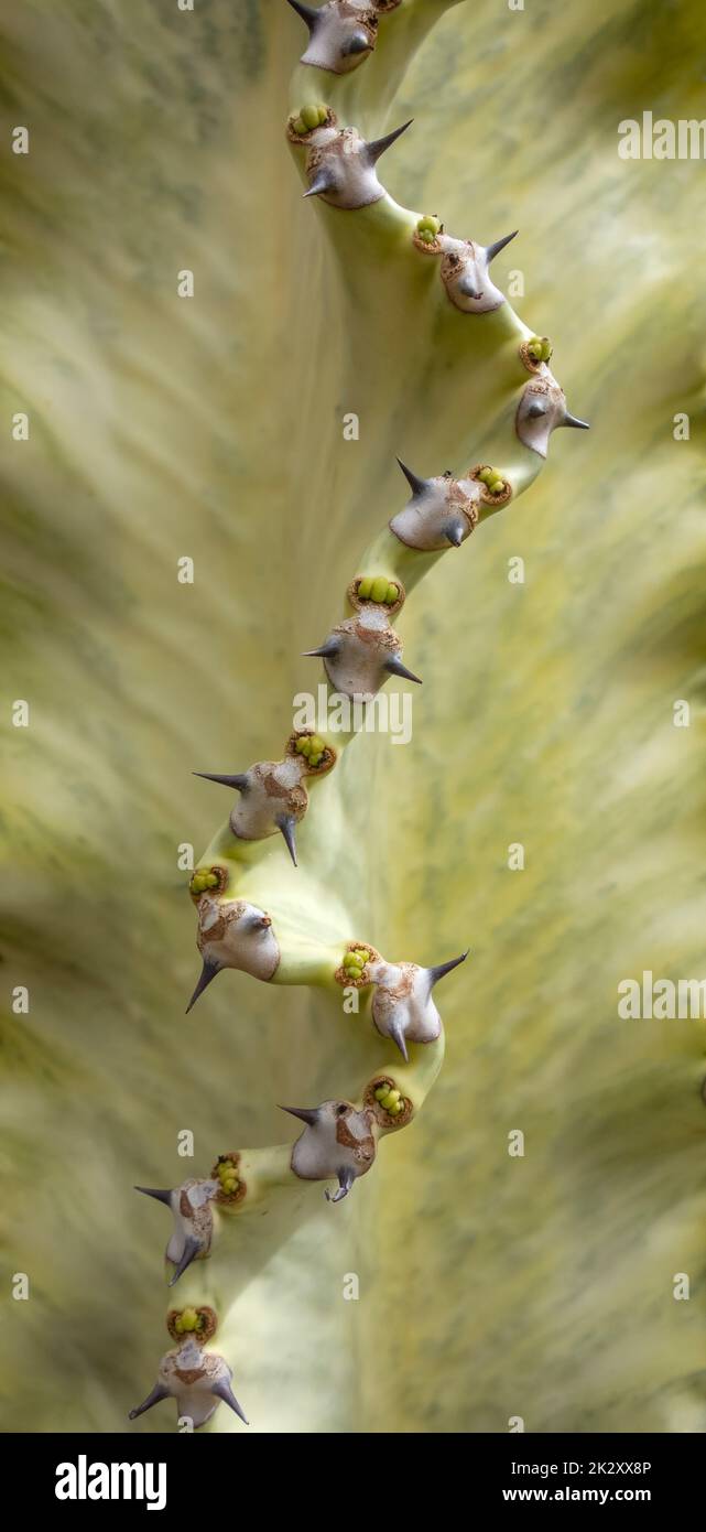 Spiny edge hi-res stock photography and images - Alamy