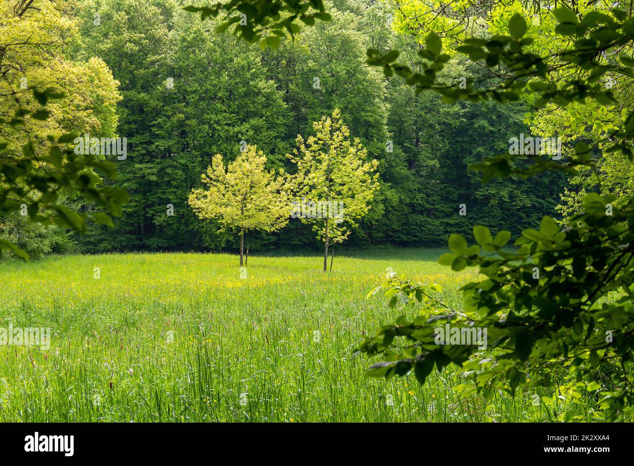 Sunny spring time scenery hi-res stock photography and images - Alamy