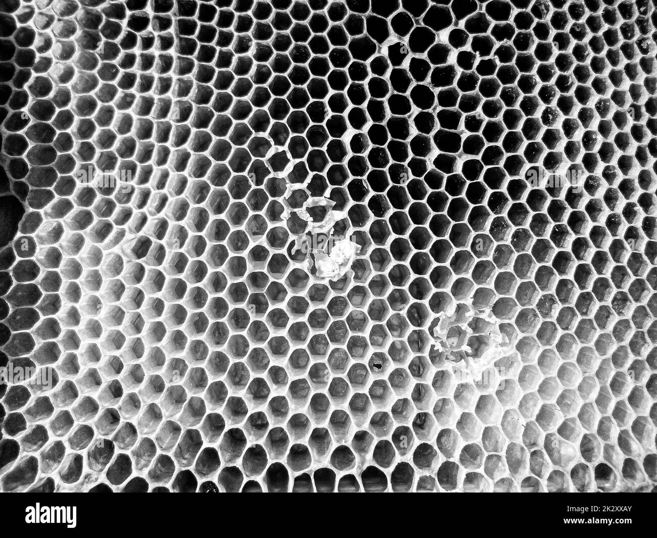 Honey bee structure hi-res stock photography and images - Alamy