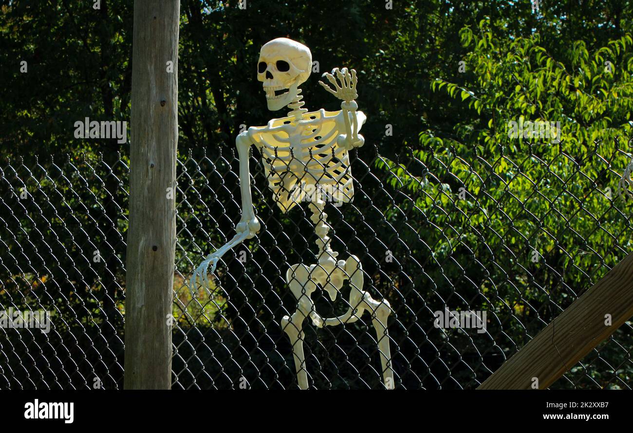 Scary skeleton climbing a chain linked fence Stock Photo - Alamy