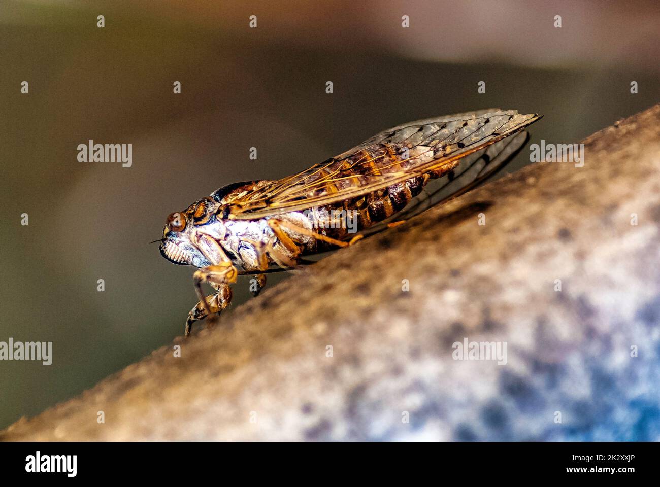 Cretan background hi-res stock photography and images - Alamy
