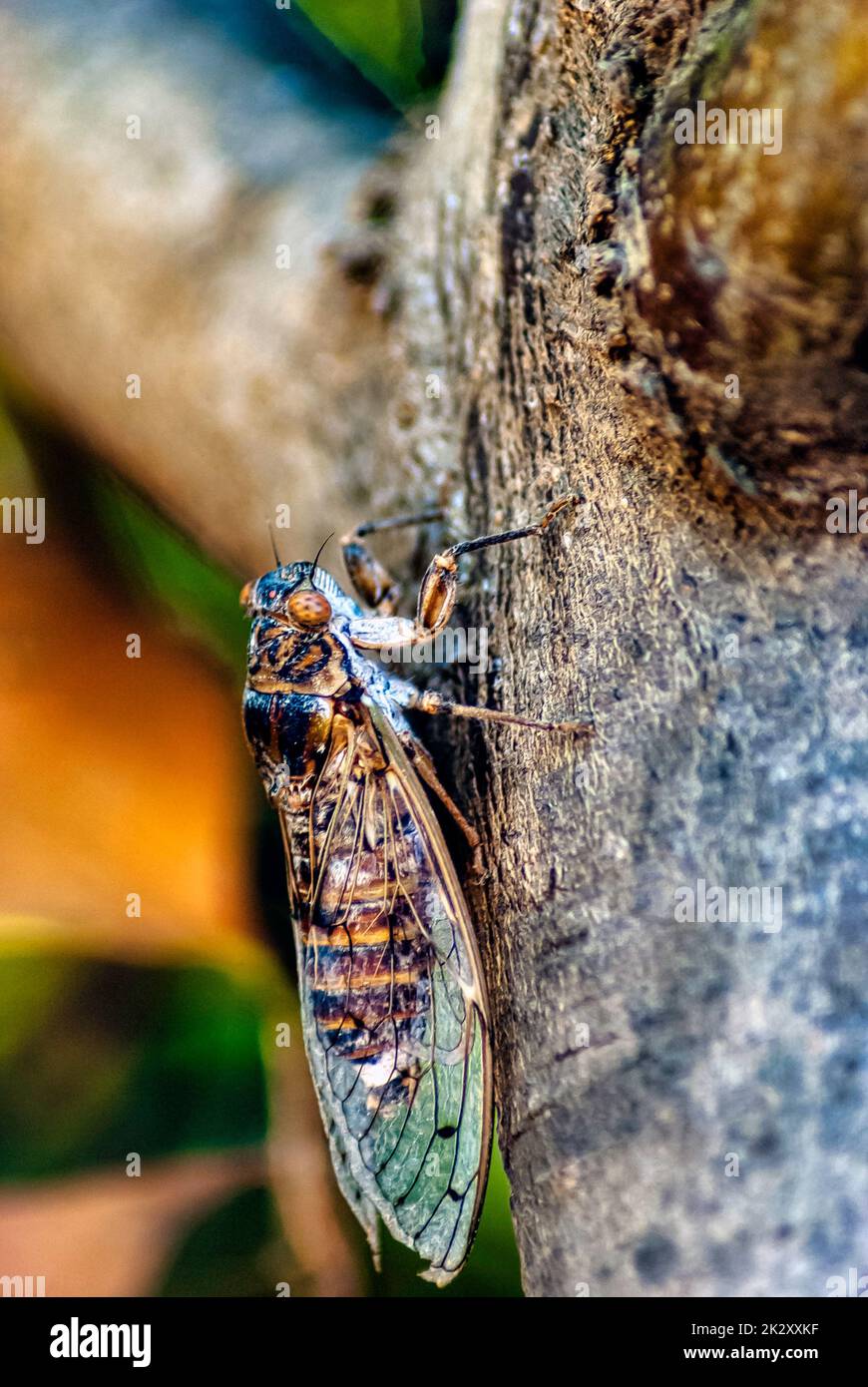 Cretan cicada (Cicada cretensis) - Gouves, Crete, Greece Stock Photo ...
