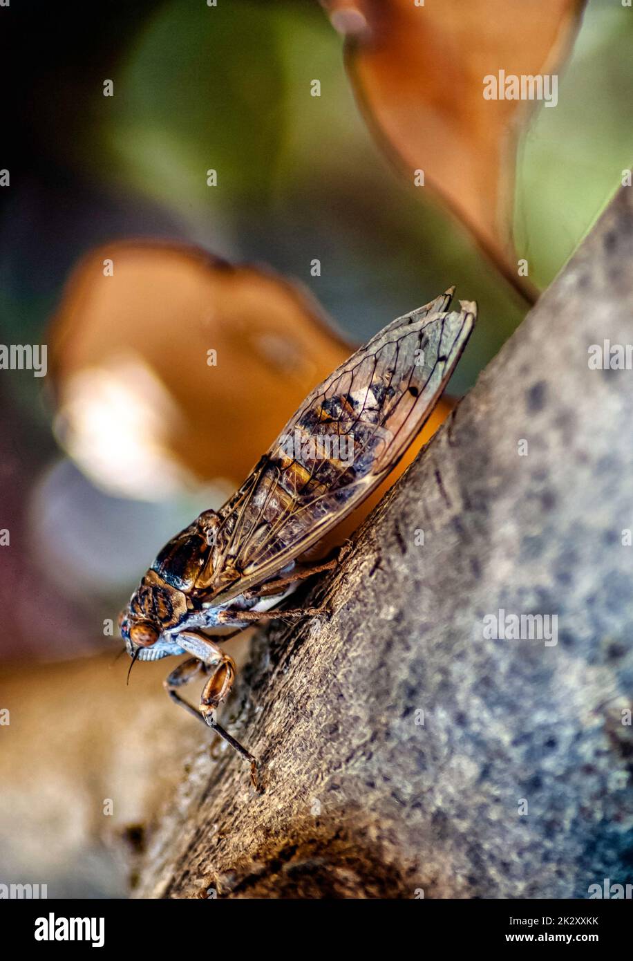 Cretan cicada (Cicada cretensis) - Gouves, Crete, Greece Stock Photo ...