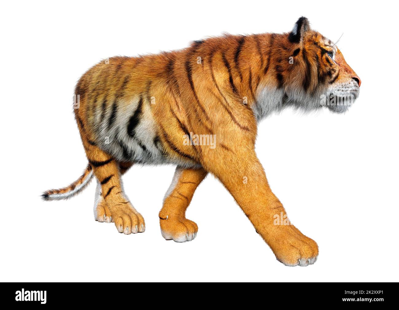 3D Rendering Big Cat Tiger on White Stock Photo - Alamy
