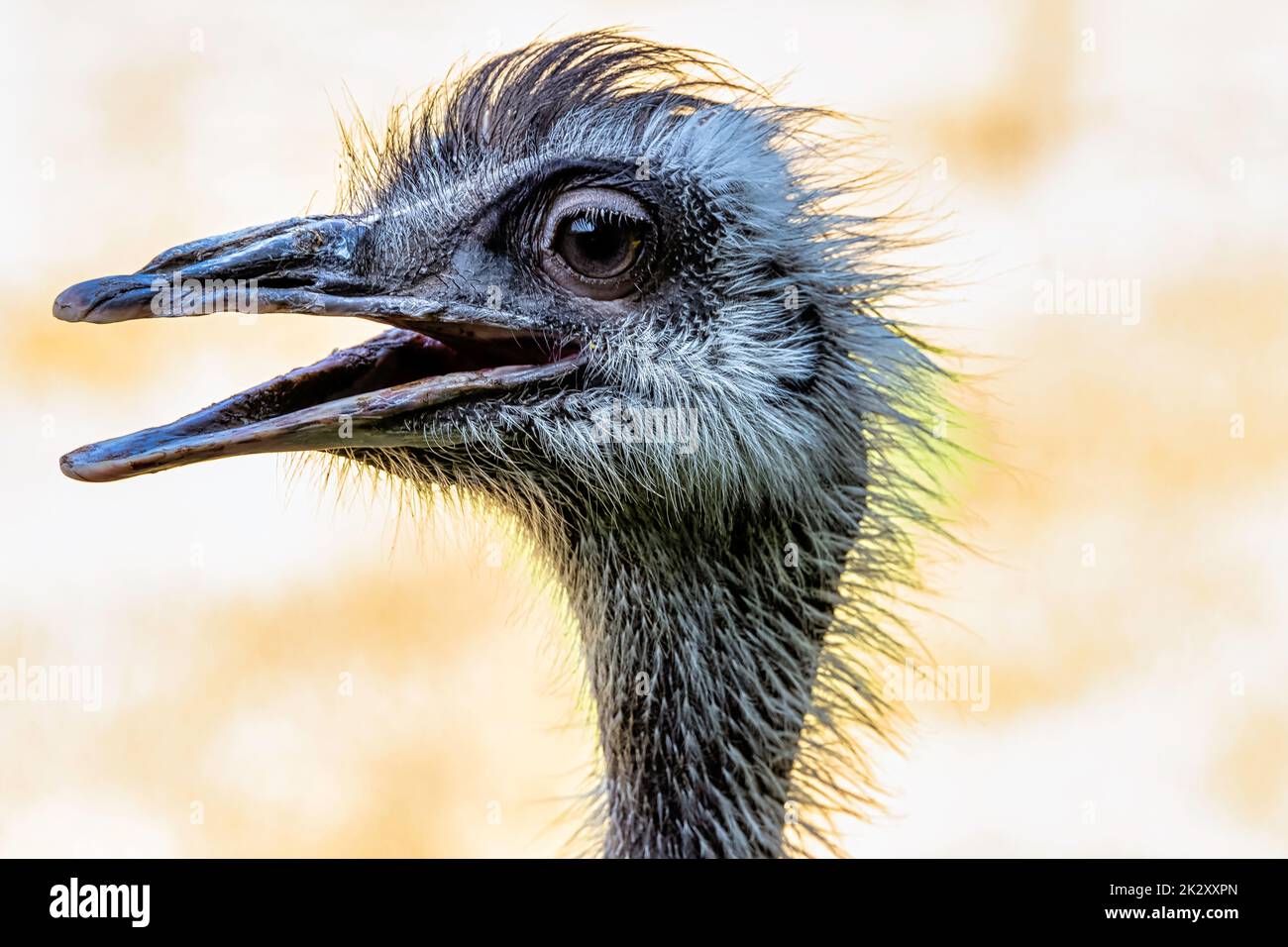 Wild female common ostrich (Struthio camelus) - Kenya Stock Photo - Alamy