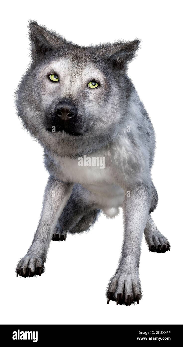 Gray wolf Cut Out Stock Images & Pictures - Alamy