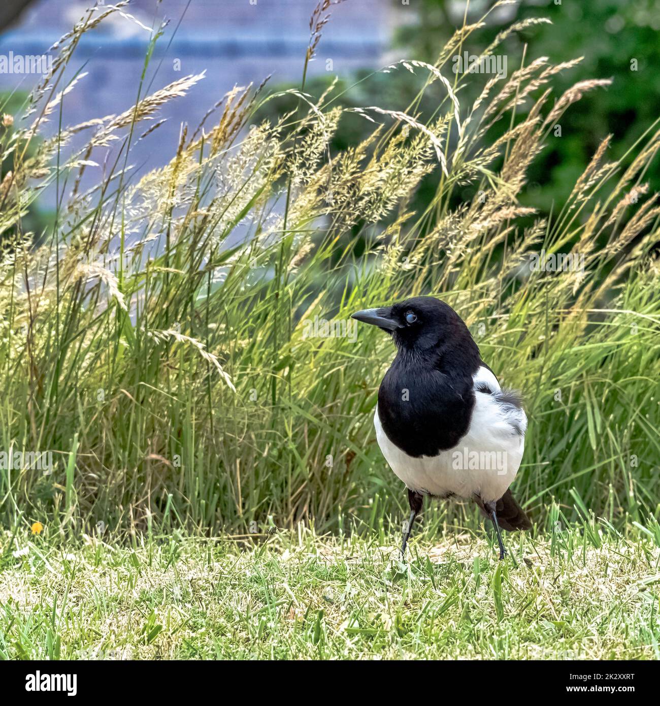 Pica pica known as Eurasian, European or common magpie in British park ...