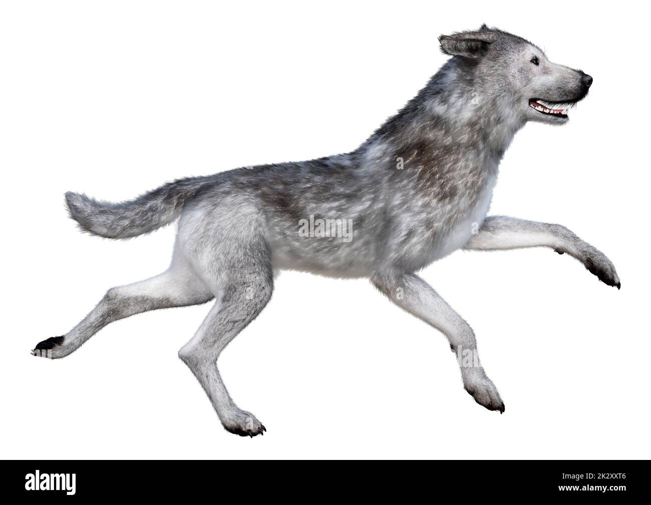 3D Rendering Gray Wolf on White Stock Photo - Alamy