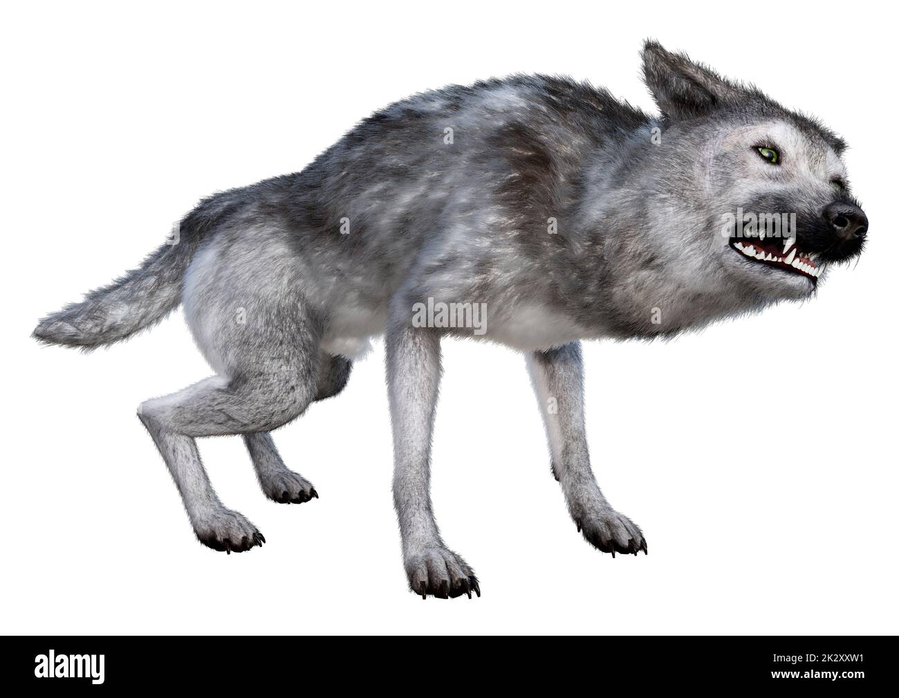 3D Rendering Gray Wolf on White Stock Photo - Alamy
